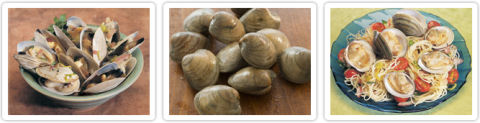Clams - Cape Cod Shellfish