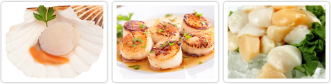 Scallops - Cape Cod Shellfish