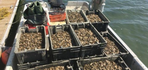 Cape Cod Shellfish - Make your first choice a "Fresh Choice"!