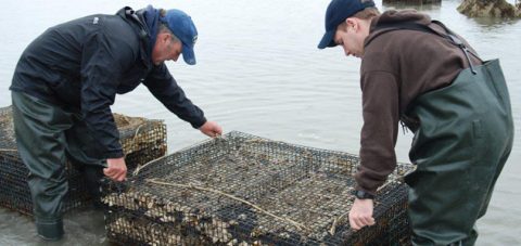 Cape Cod Shellfish - Make your first choice a "Fresh Choice"!