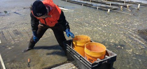 Cape Cod Shellfish - Make your first choice a "Fresh Choice"!