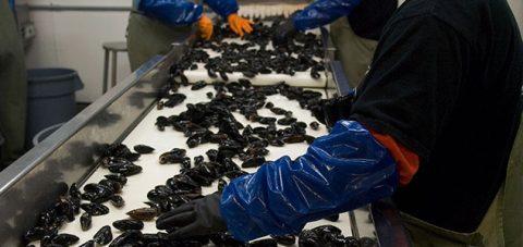 Cape Cod Shellfish - Make your first choice a "Fresh Choice"!