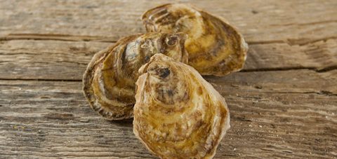 Cape Cod Shellfish - Make your first choice a "Fresh Choice"!