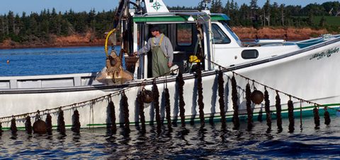 Cape Cod Shellfish - Make your first choice a "Fresh Choice"!