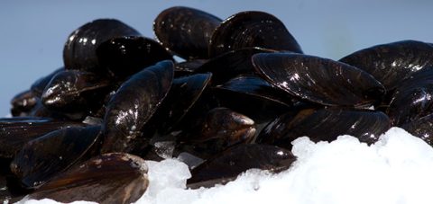 Cape Cod Shellfish - Make your first choice a "Fresh Choice"!